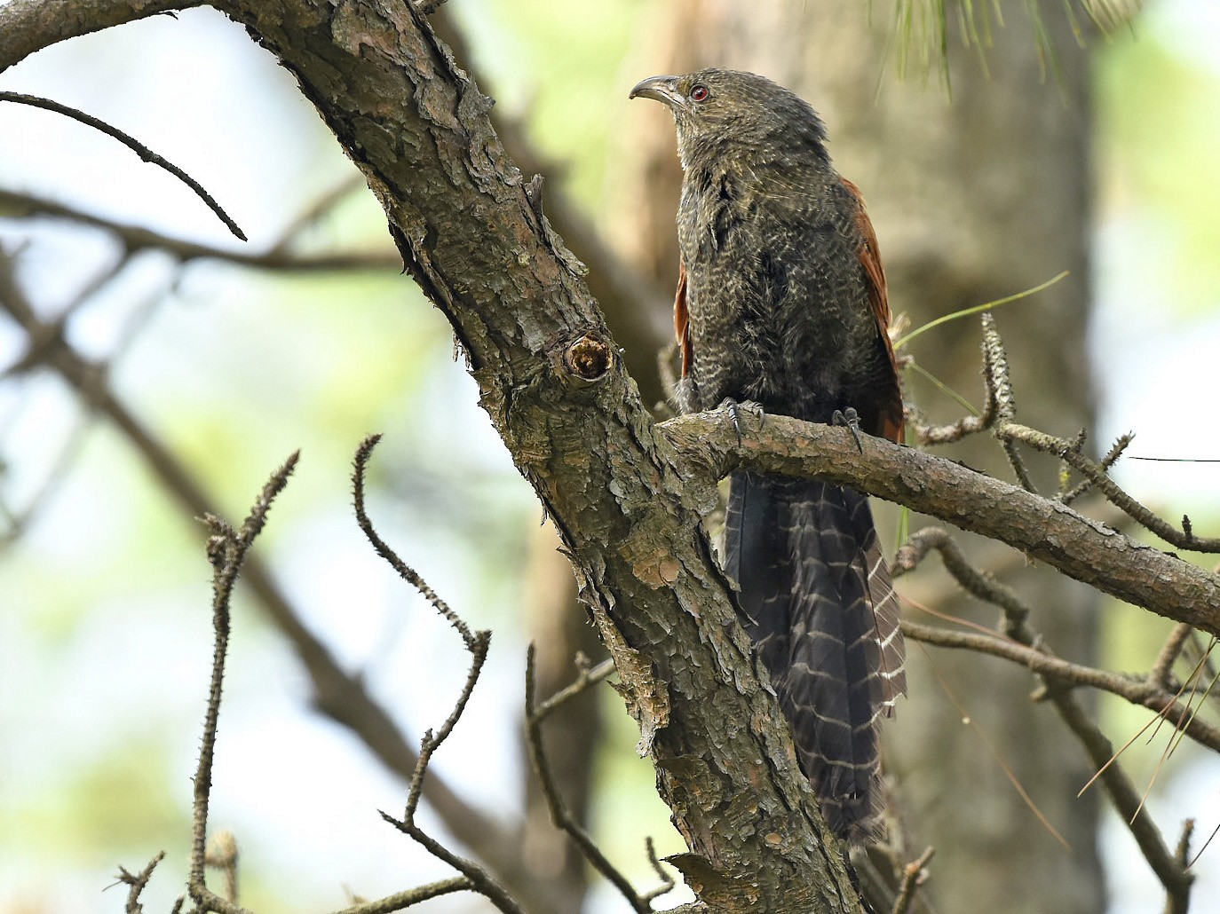 Greater Coucal - eBird