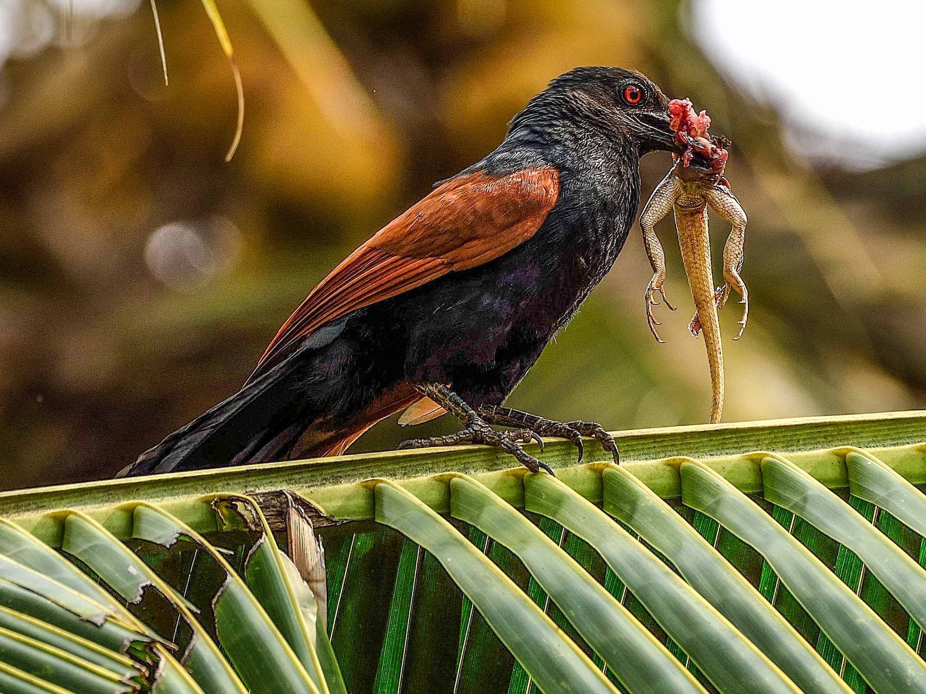 Greater Coucal - eBird
