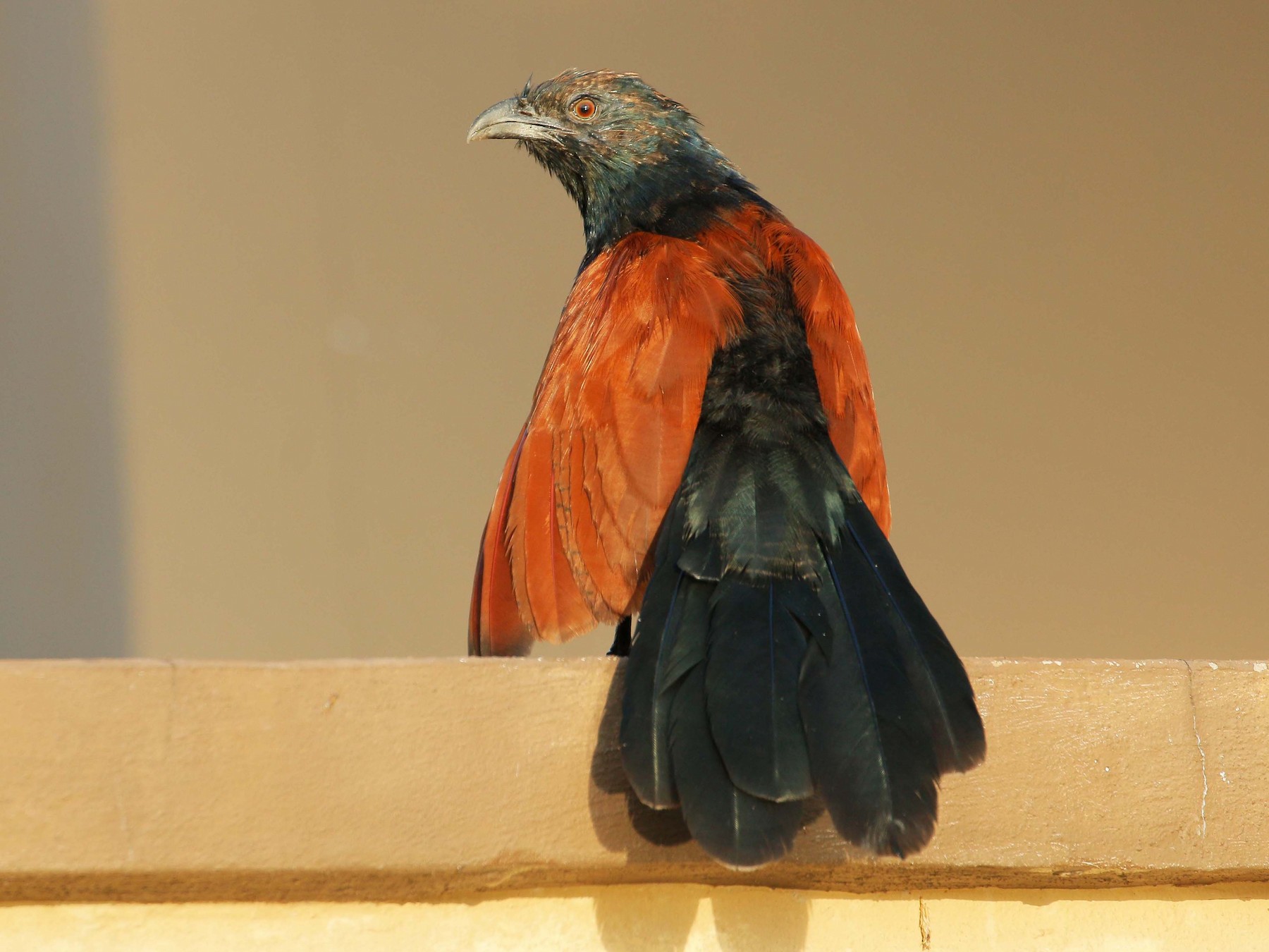 Greater Coucal - eBird