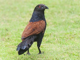 Greater Coucal - eBird