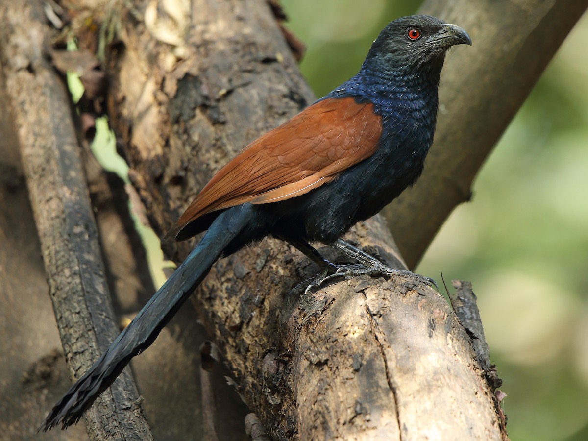 Greater Coucal - Centropus sinensis - Birds of the World