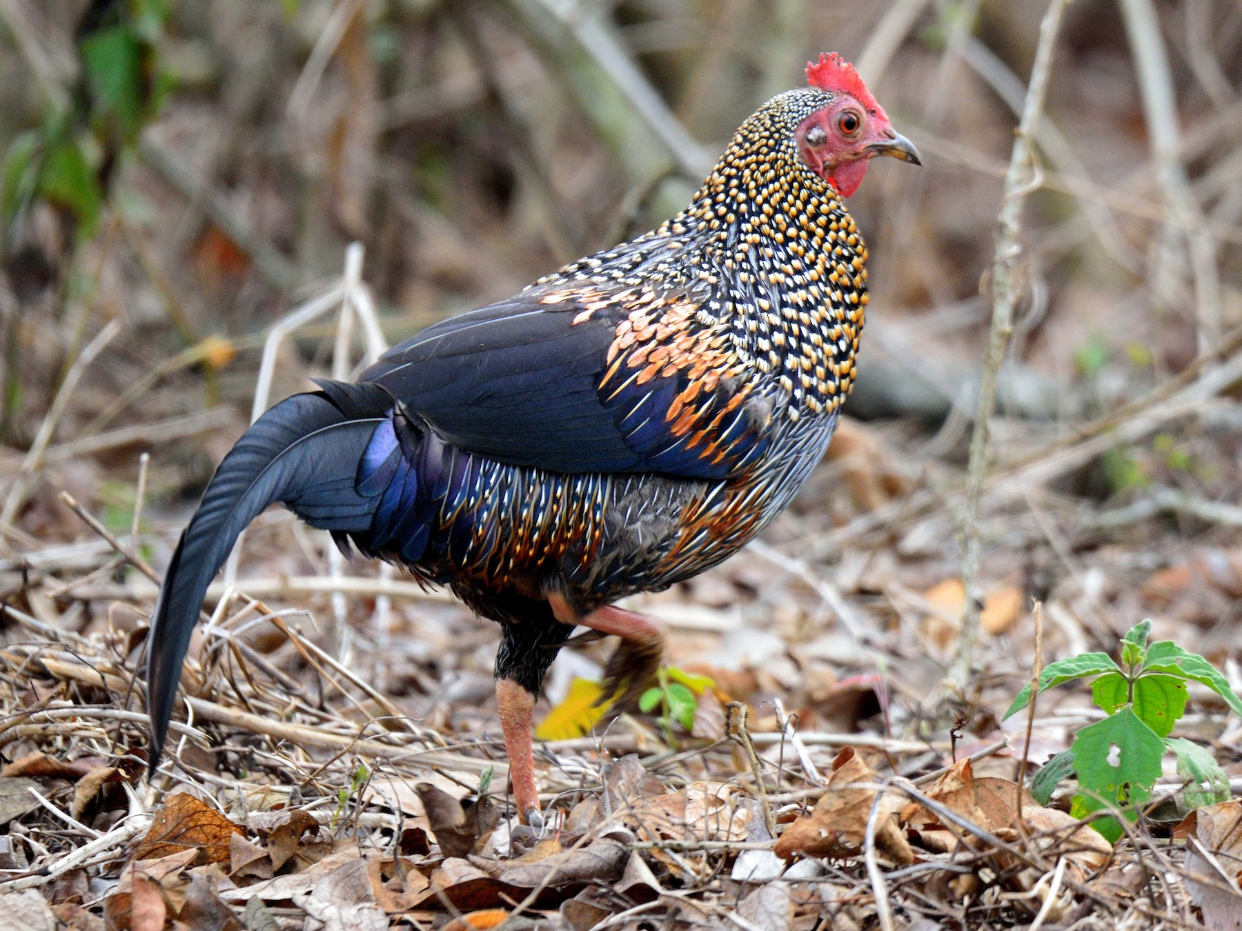 Grey Jungle Fowl