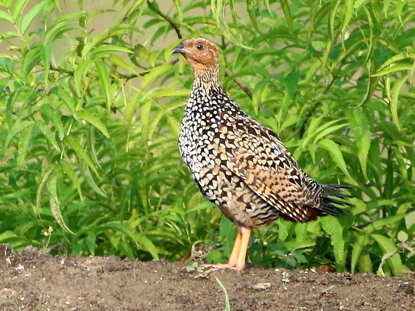 Painted Francolin - eBird