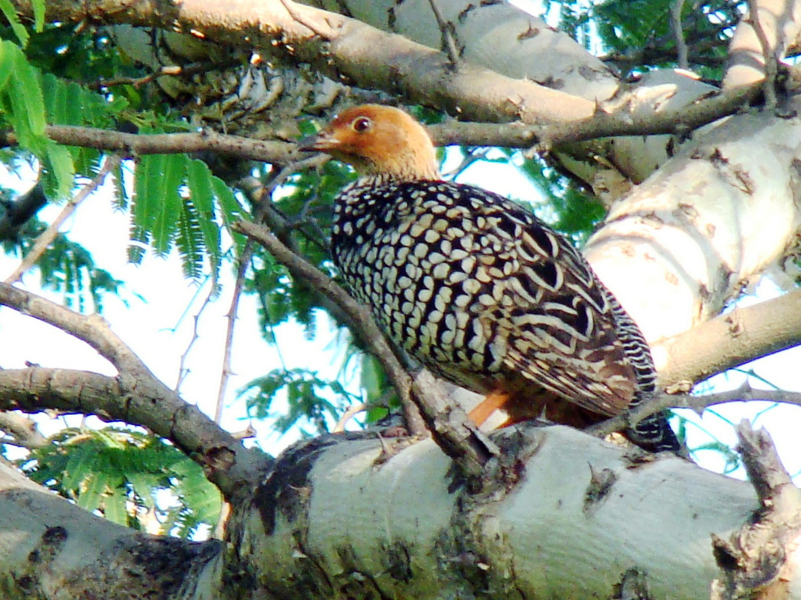 Painted Francolin - eBird