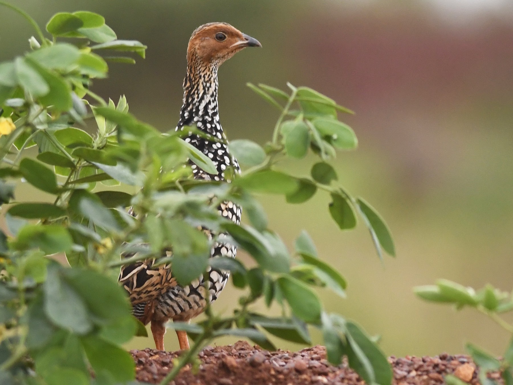 Painted Francolin - eBird