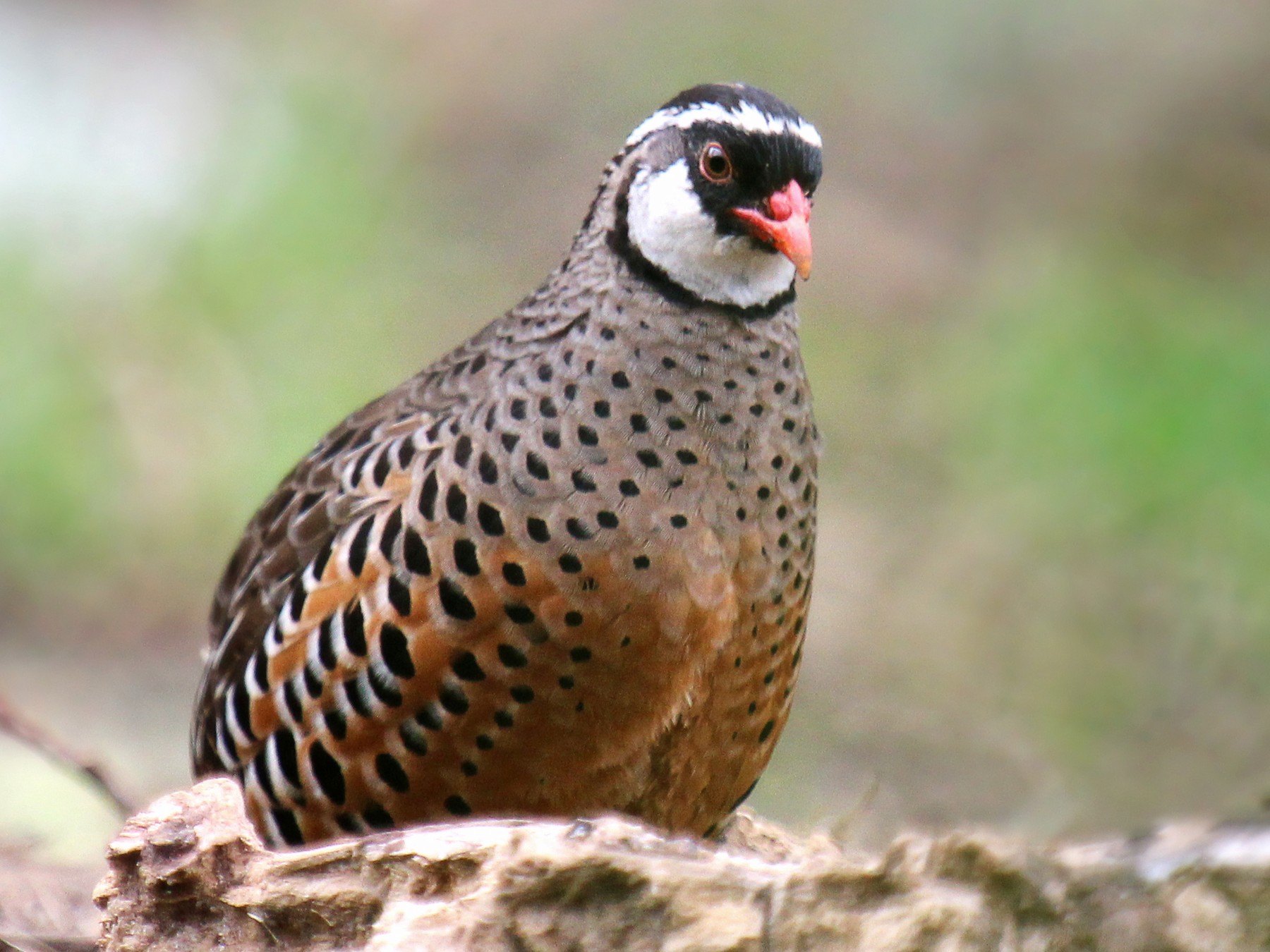 Painted Bush-Quail - eBird
