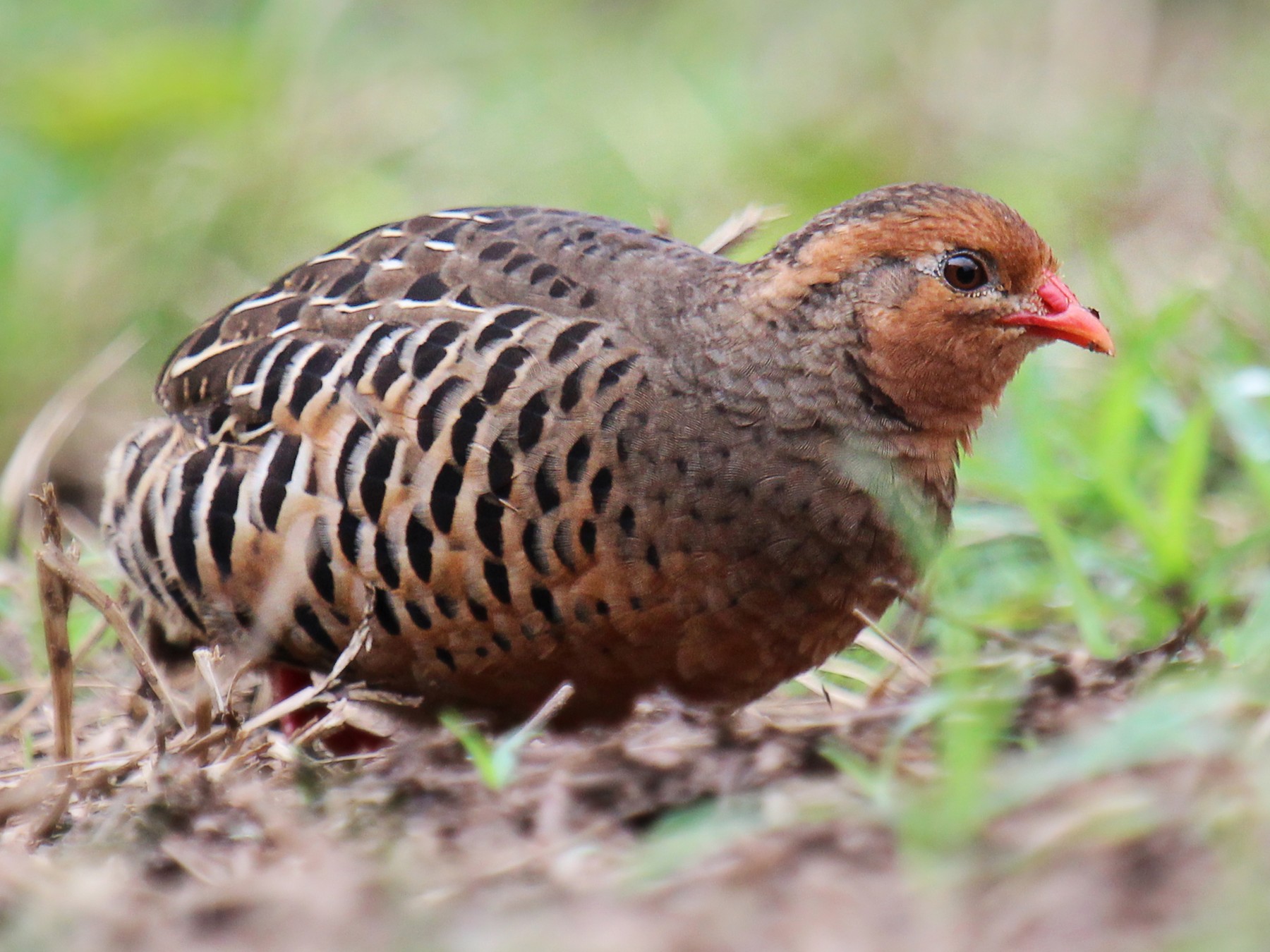 Painted Bush-Quail - eBird