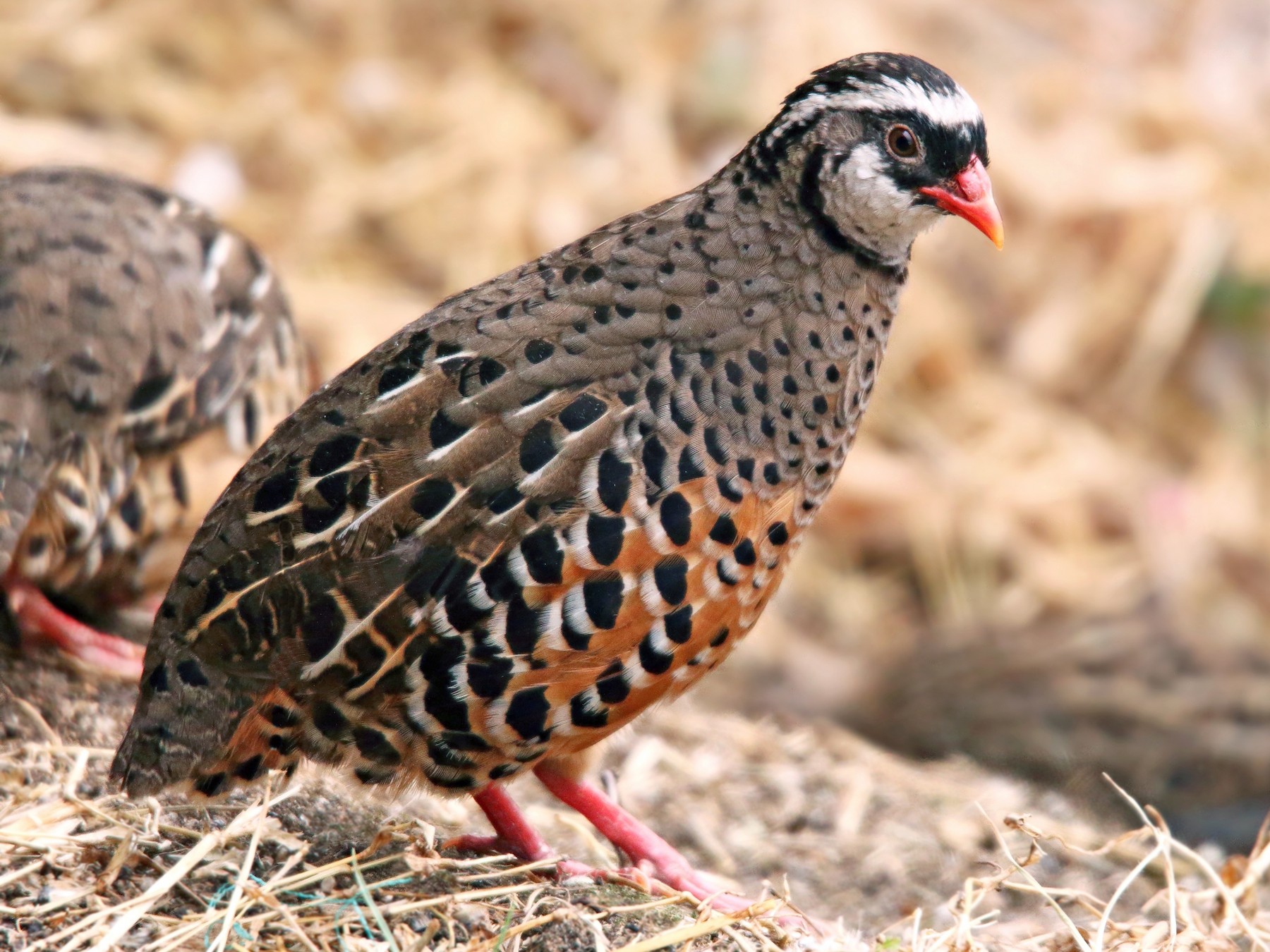 Indian Quail Bird