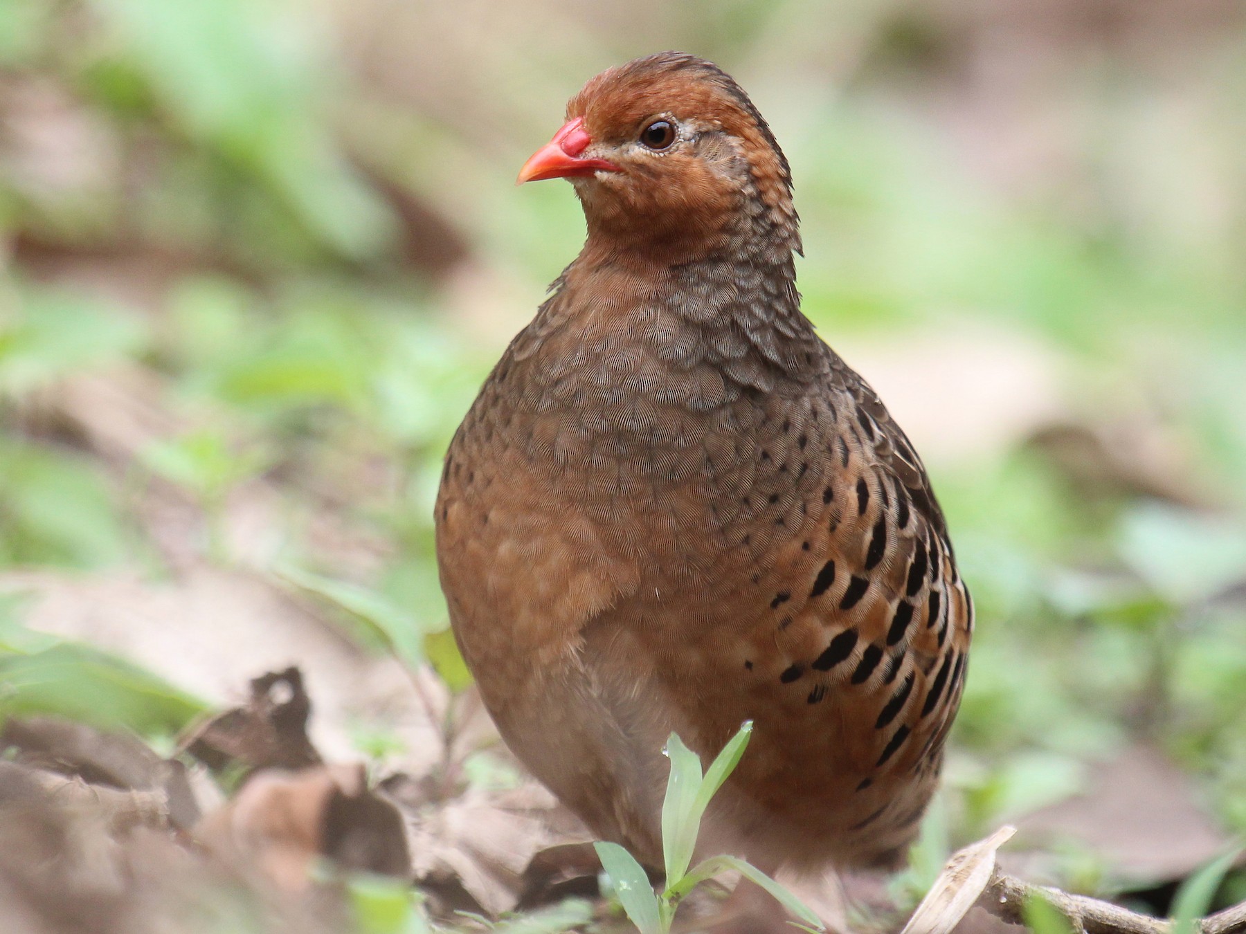 Painted Bush-Quail - eBird