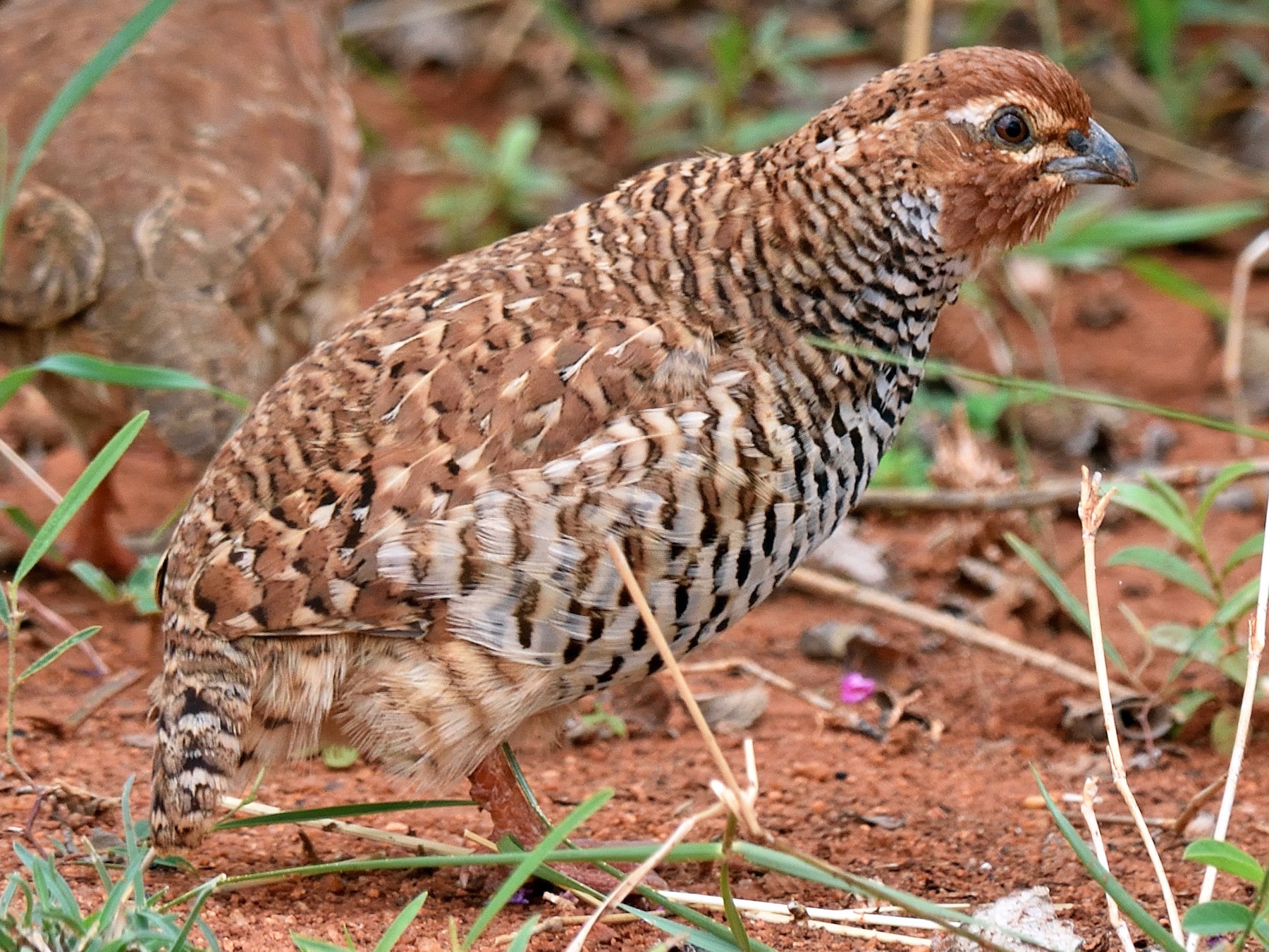 Rock Bush-Quail - eBird