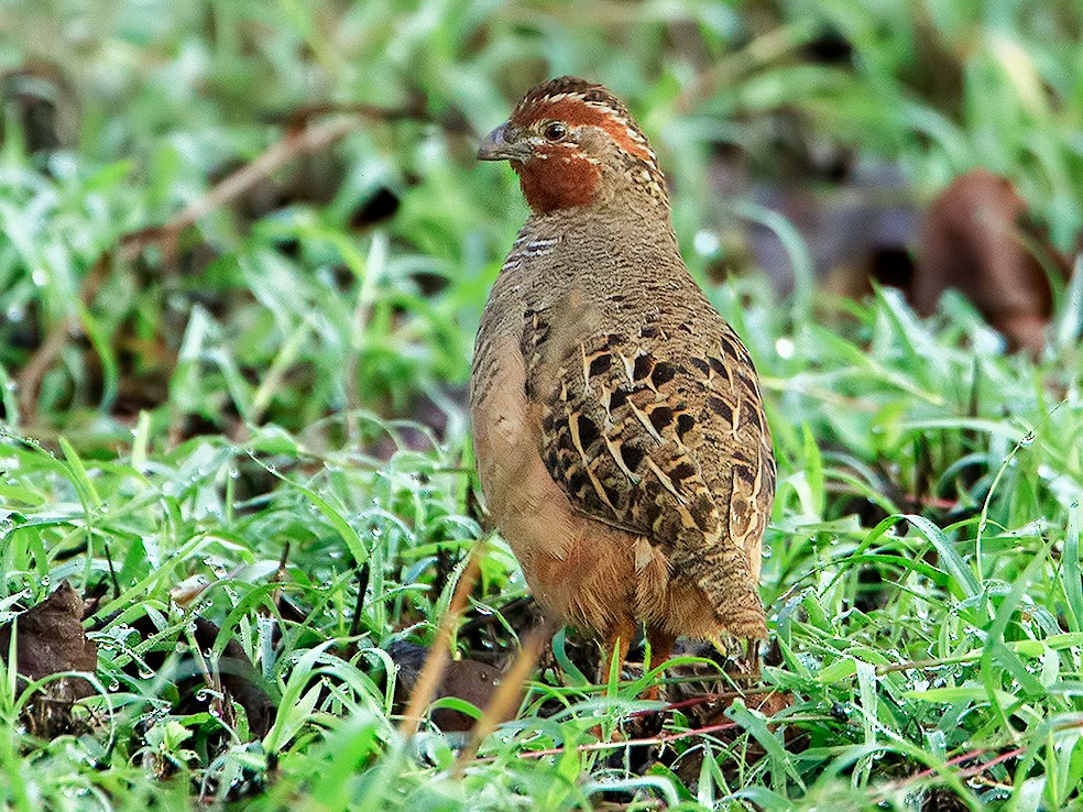 Jungle Bush-Quail - eBird