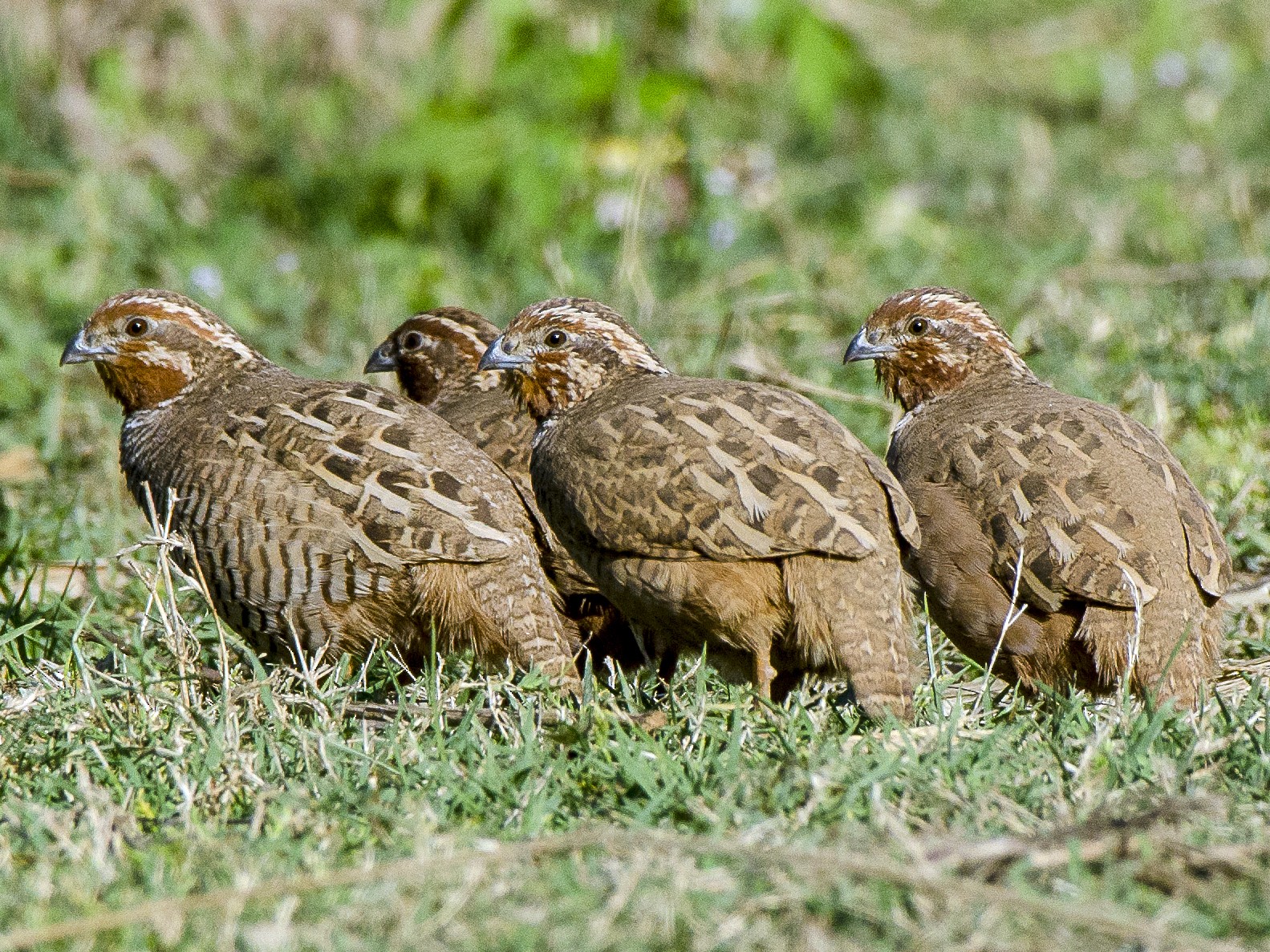Jungle Bush-Quail - eBird