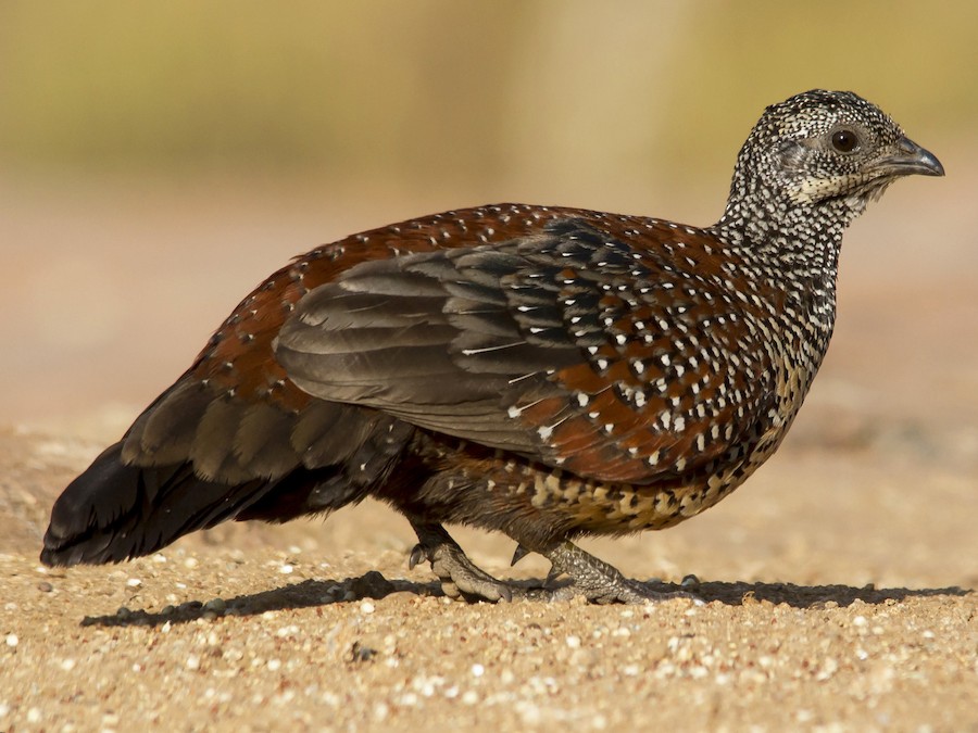 Painted Spurfowl - eBird