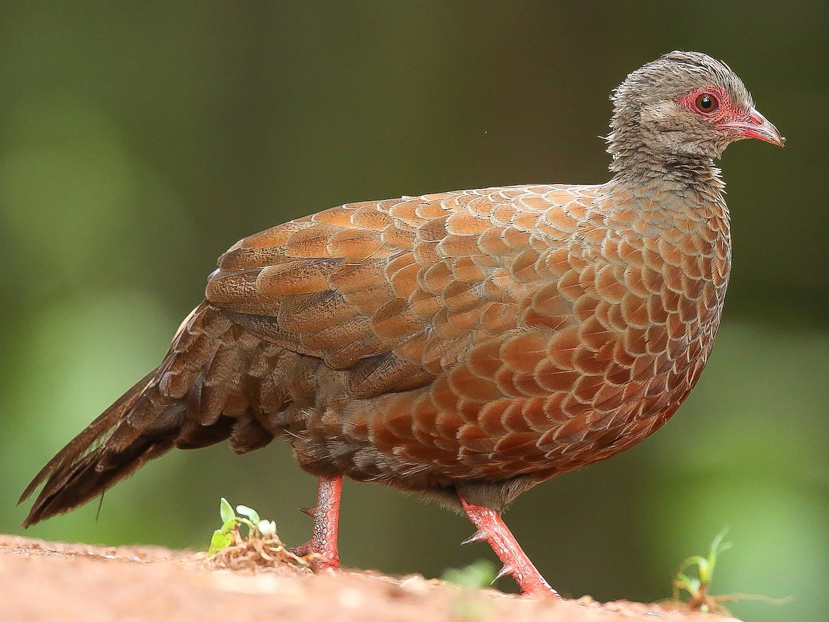 Red Spurfowl - Galloperdix spadicea - Birds of the World