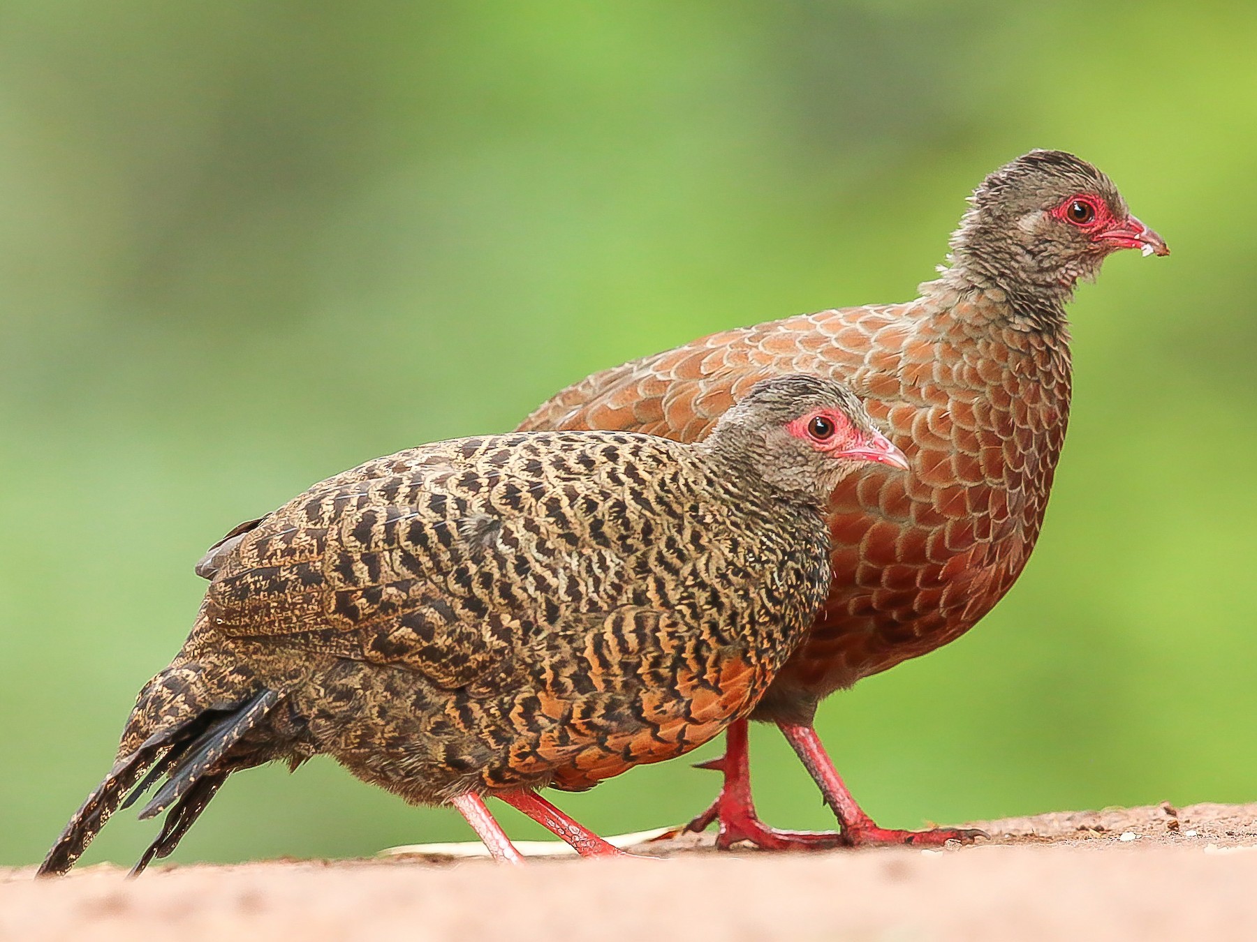 Red Spurfowl - eBird