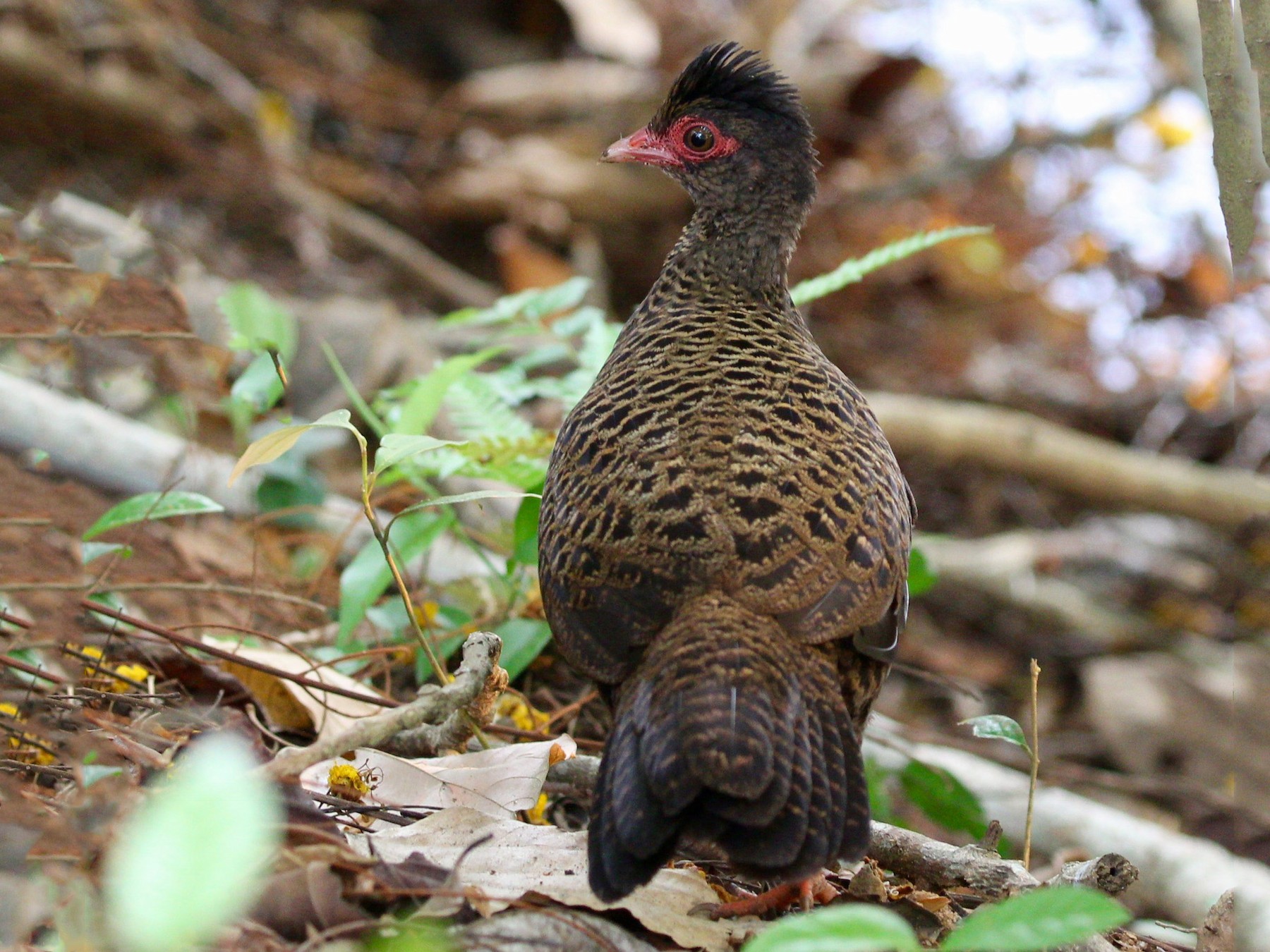 Red Spurfowl - eBird