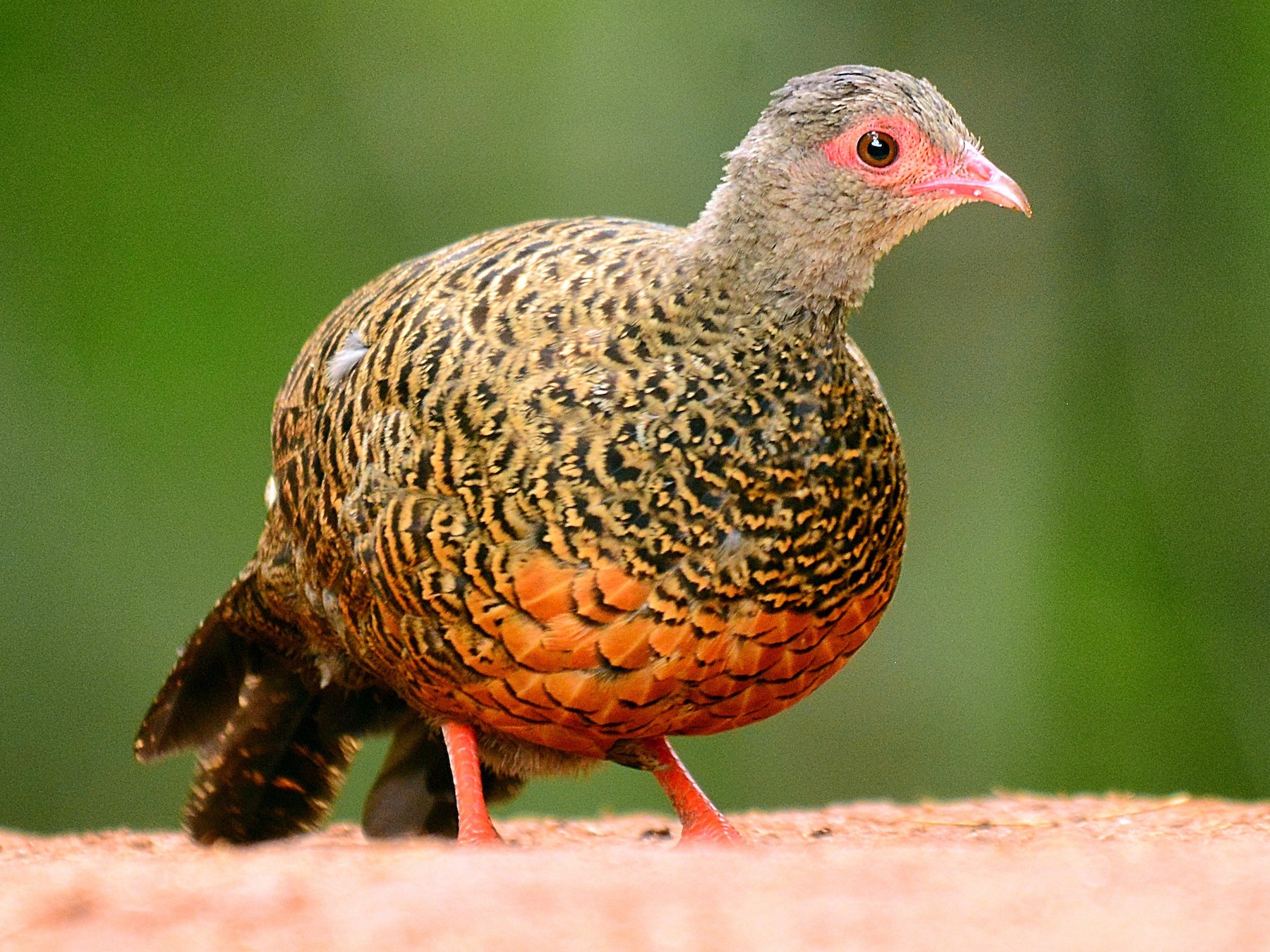 Red Spurfowl - eBird