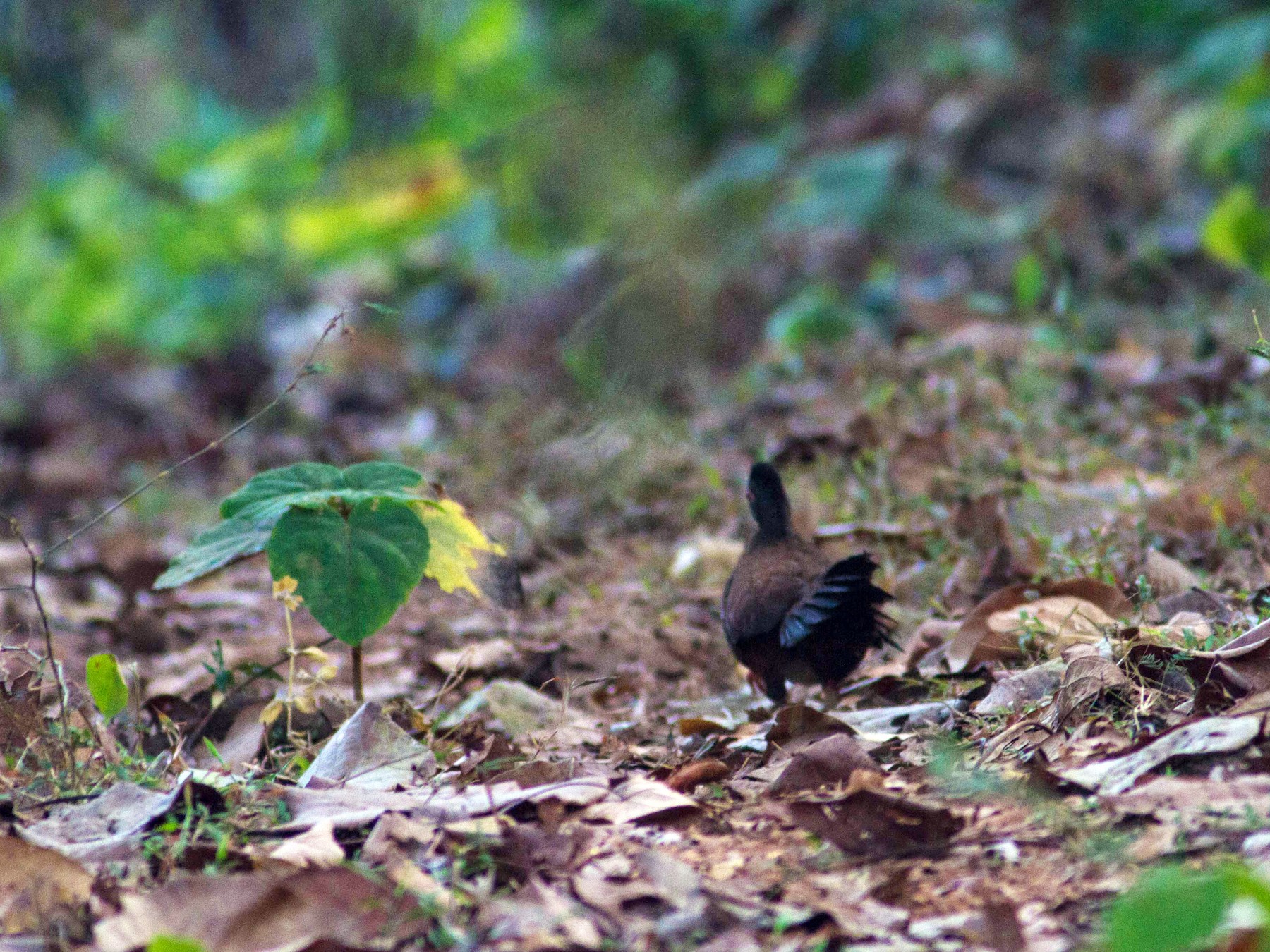 Red Spurfowl - eBird