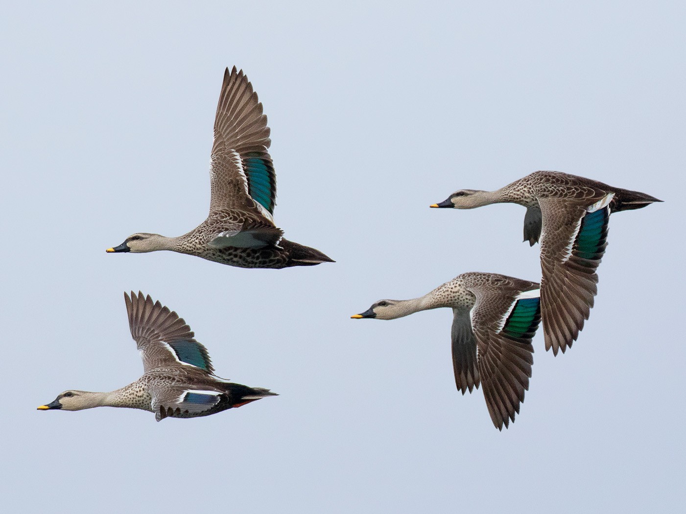 Indian Spot-billed Duck - eBird