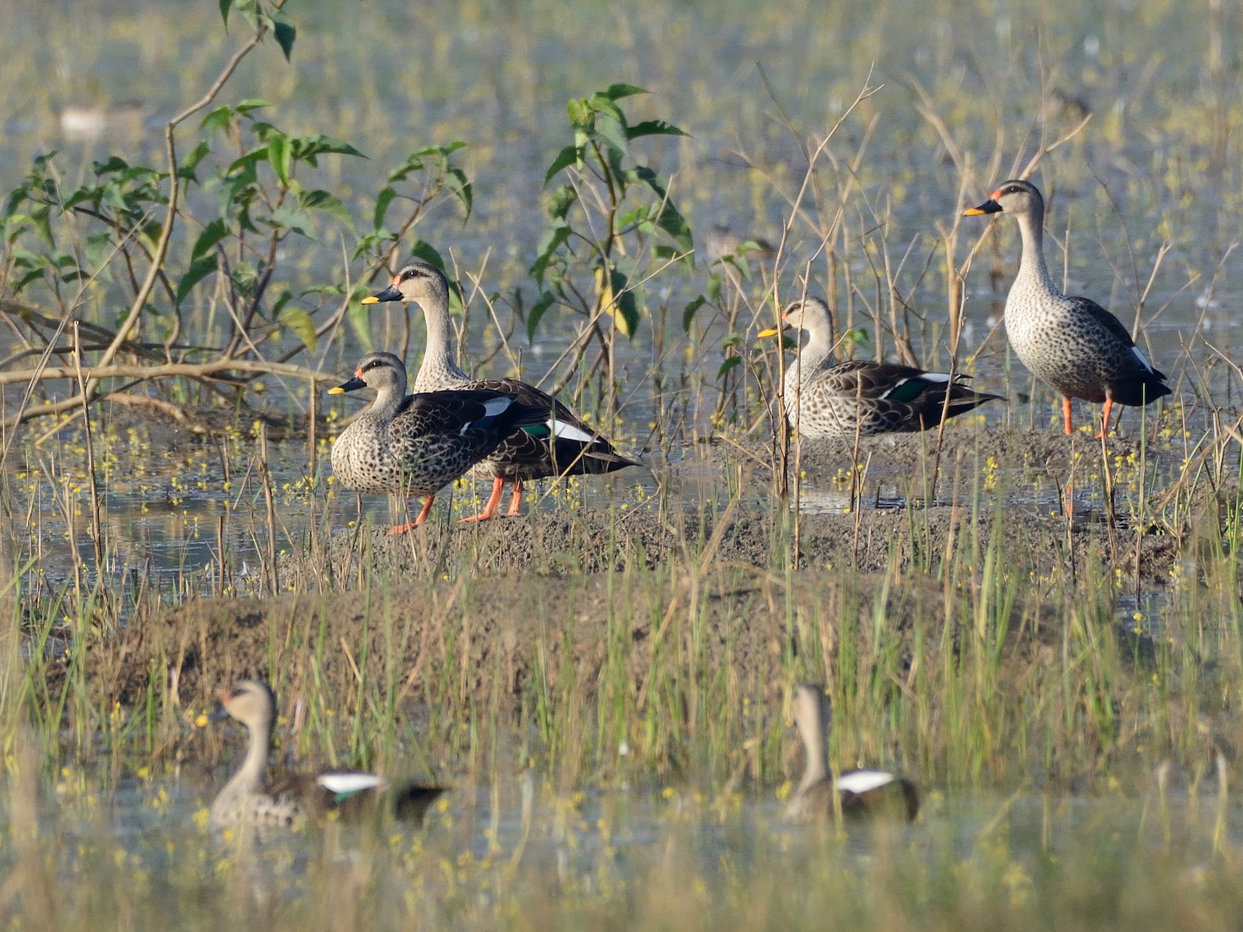 Indian Spot-billed Duck - eBird
