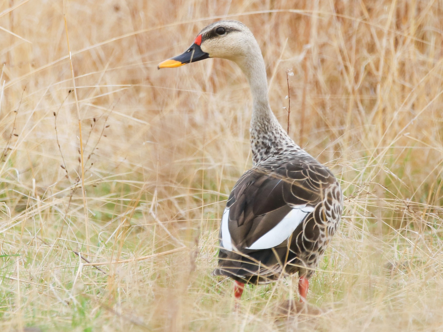 Indian Spot-billed Duck - eBird