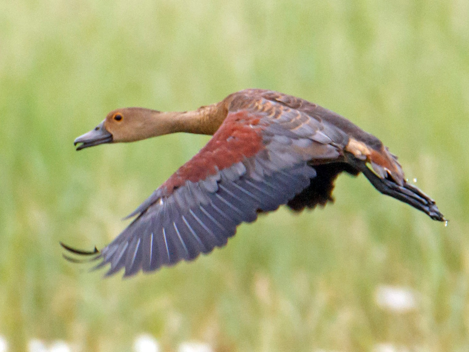 Lesser Whistling-Duck - eBird