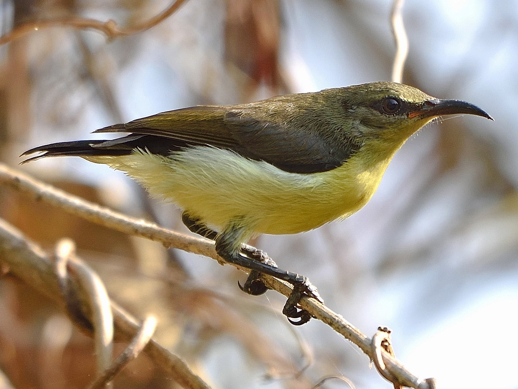 Purple-rumped Sunbird - eBird