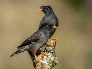 Jungle Myna - eBird