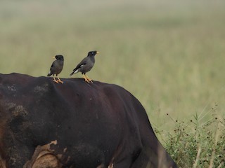 Jungle Myna - eBird
