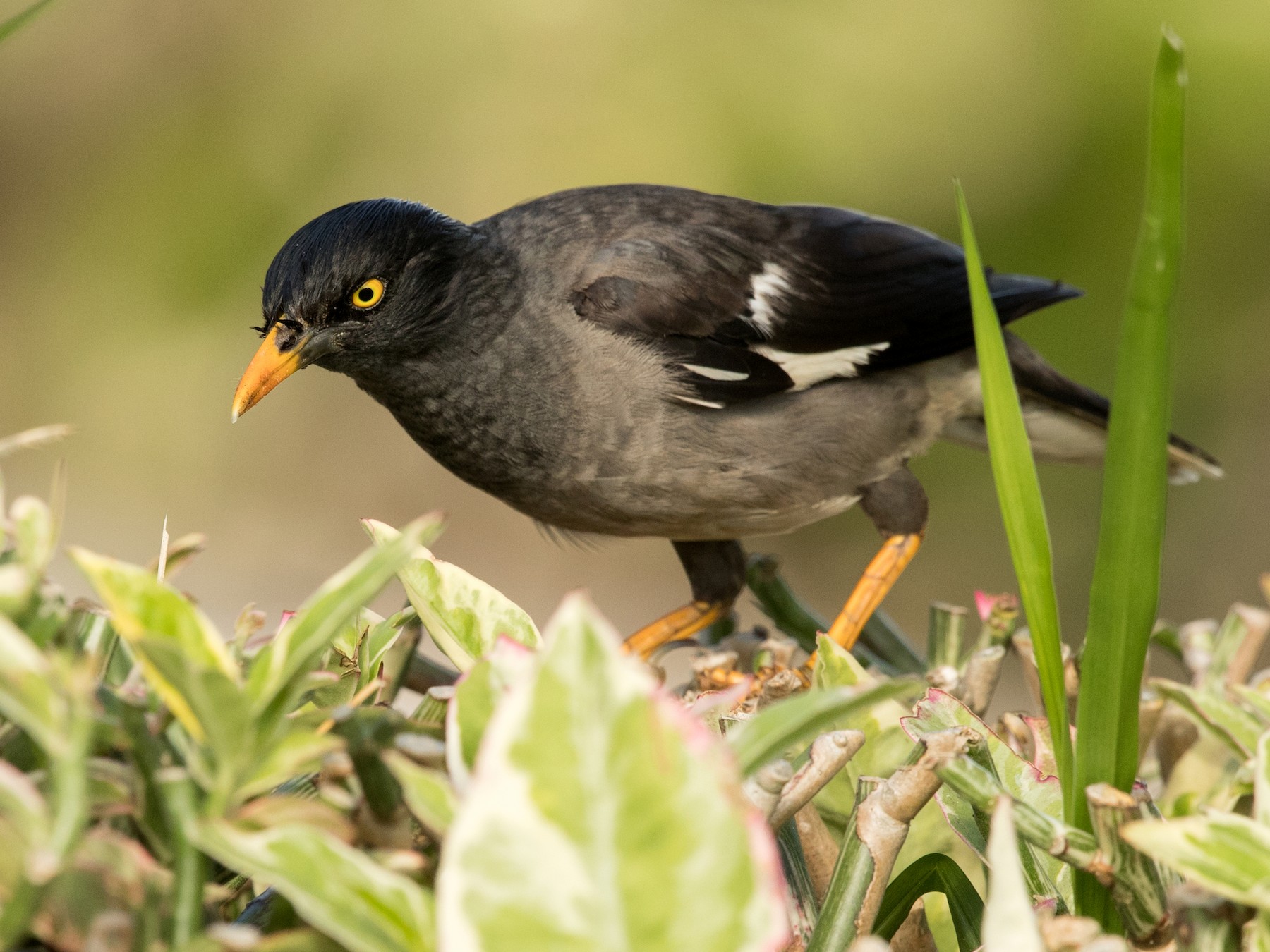 Jungle Myna - eBird