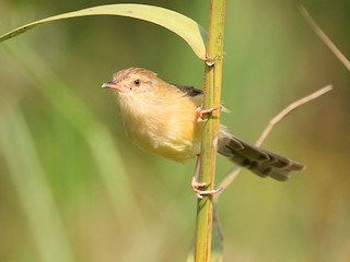 Plain Prinia - eBird