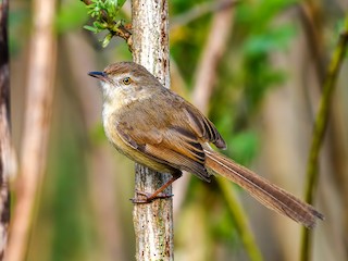 Plain Prinia - eBird