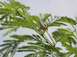 Plain Prinia - eBird