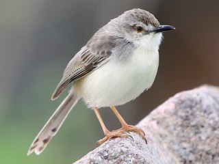 Plain Prinia - eBird