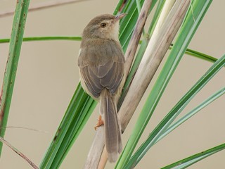 Plain Prinia - eBird