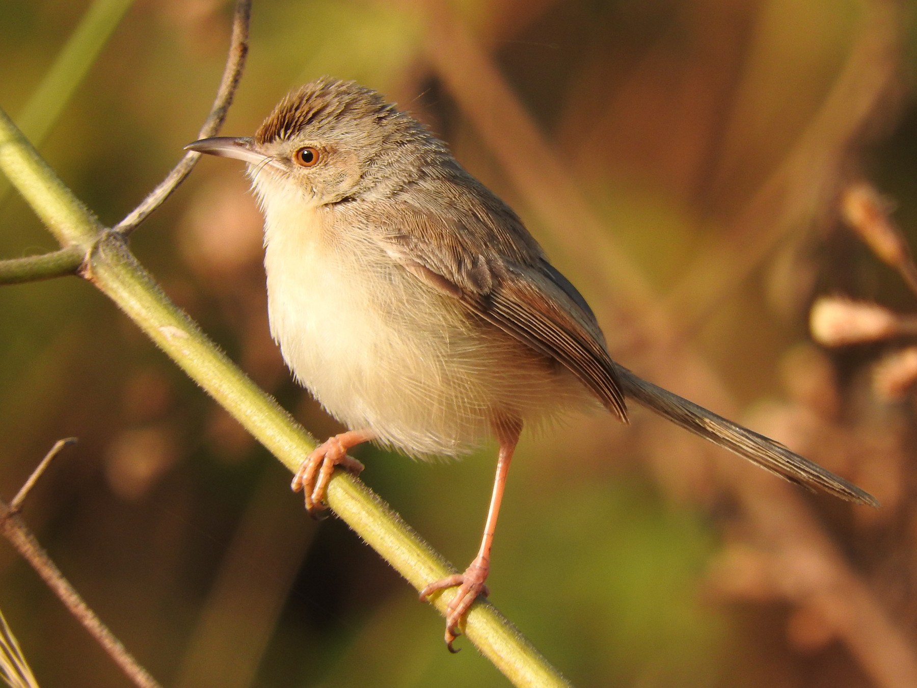 Plain Prinia - eBird