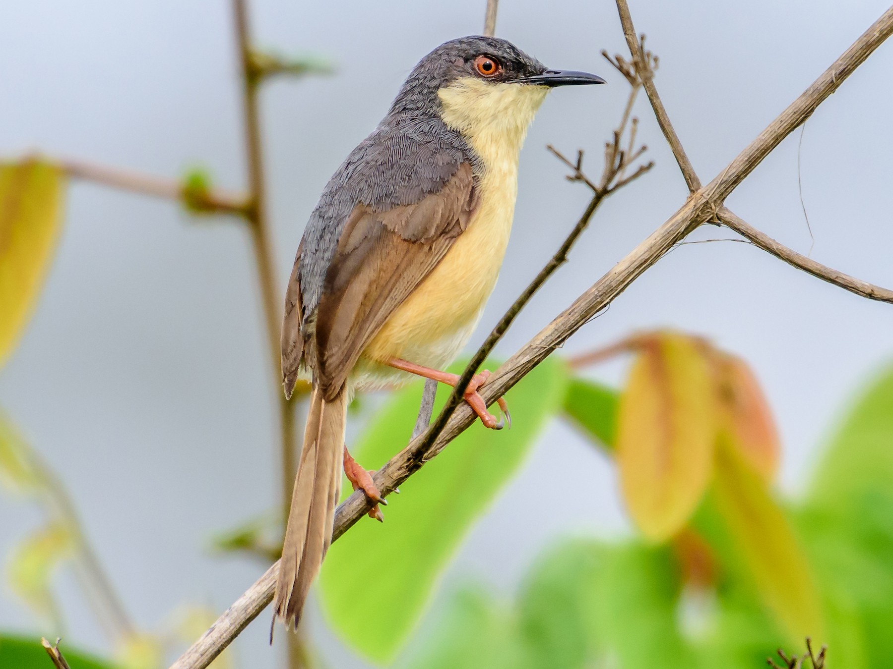 Ashy Prinia - eBird