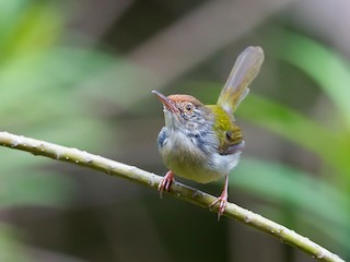 Common Tailorbird - eBird