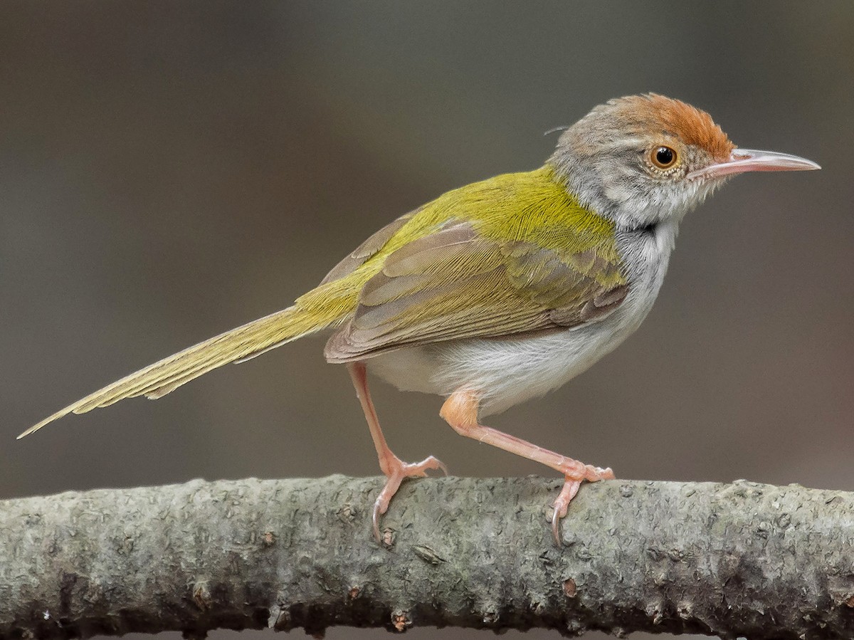 Common Tailorbird - Orthotomus sutorius - Birds of the World