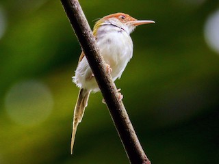 Common Tailorbird - eBird