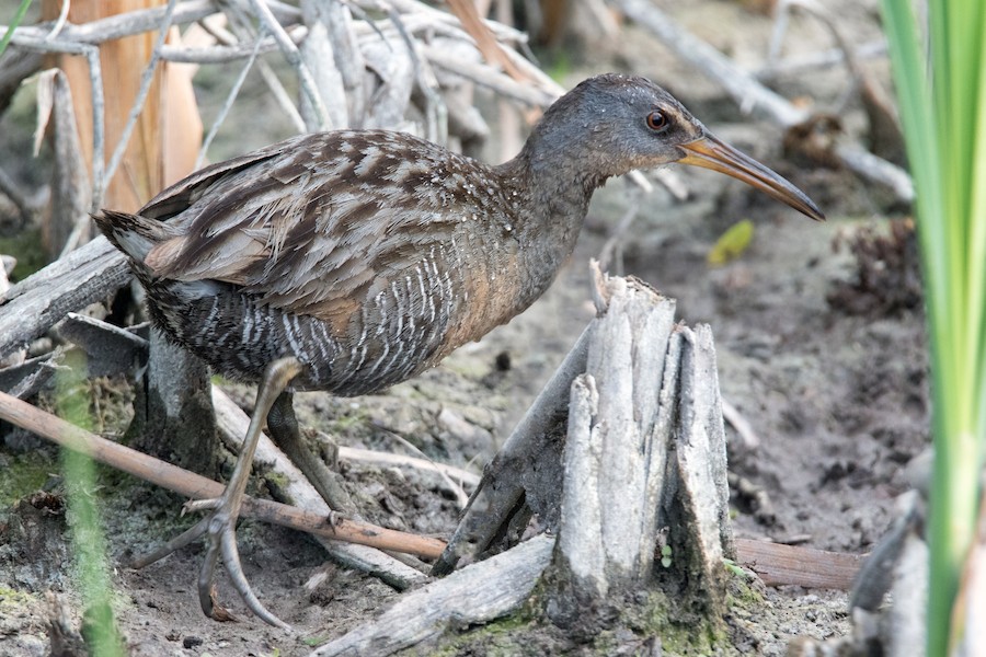 Clapper Rail (Atlantic Coast) - eBird