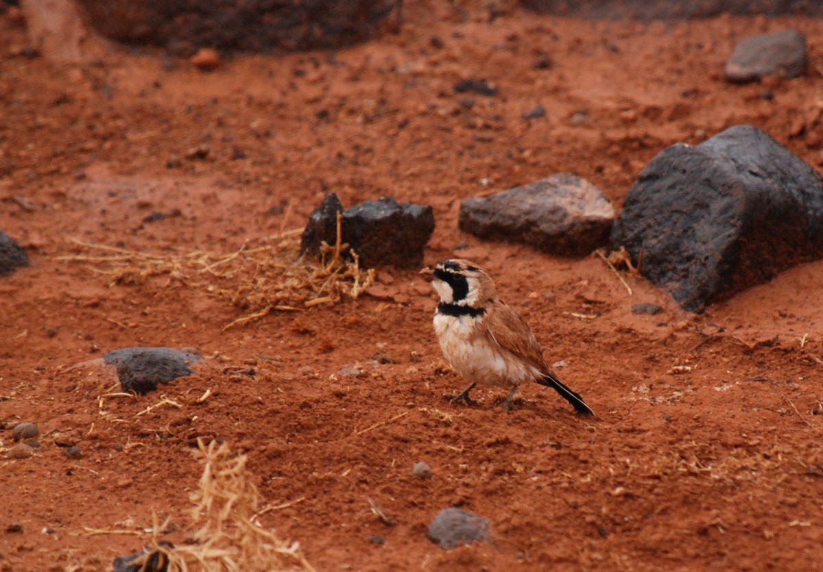eBird Checklist - 30 Dec 2010 - As Safawi--eastern basalt desert - 2 ...