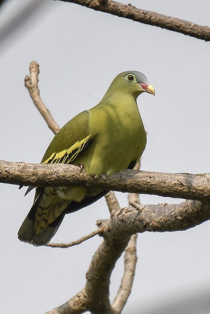 Thick Billed Green Pigeon