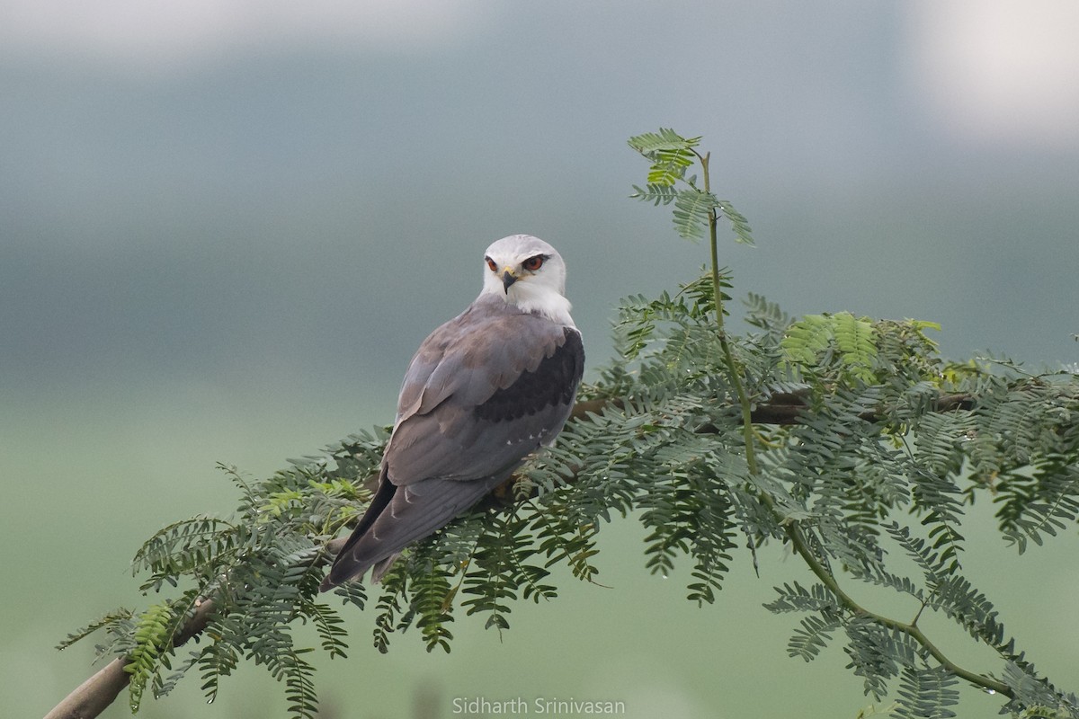What's on in January - eBird India
