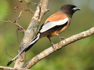 Rufous Treepie - eBird