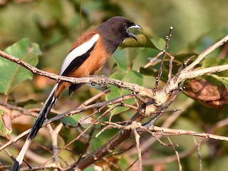 Rufous Treepie - eBird