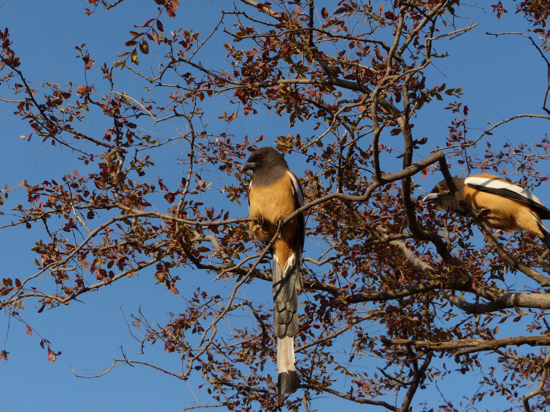 Rufous Treepie - eBird