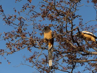 Rufous Treepie - eBird