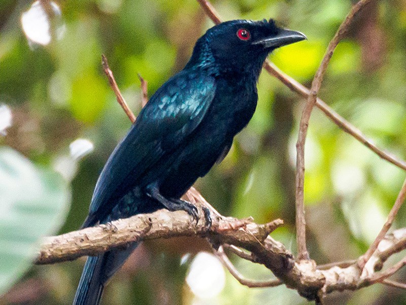Greater Racket-tailed Drongo - eBird