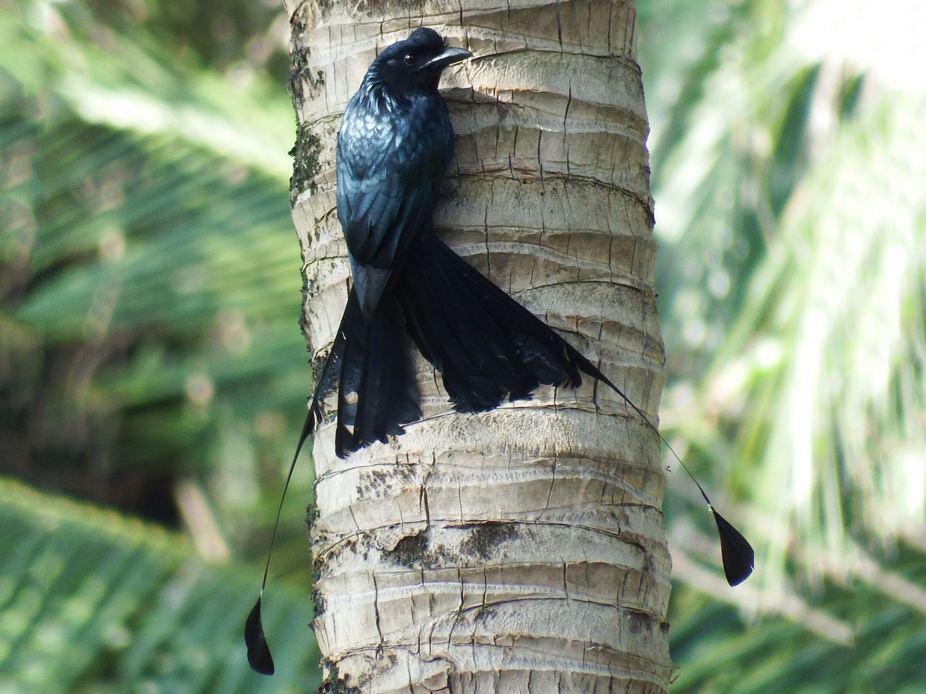 Greater Racket-tailed Drongo - eBird